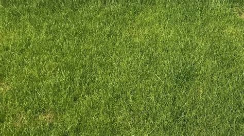 Dwarf Perennial Rye Grass Seed Lolium Perenne