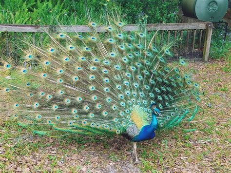 📚 Quiz Question 📚 In 1963 Which Joel The Peacock Facebook