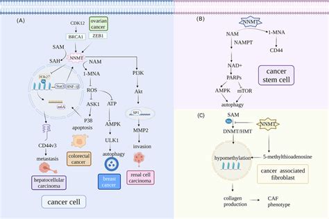 Nnmt Participates In Different Signaling Pathways In The Tme A Download Scientific Diagram