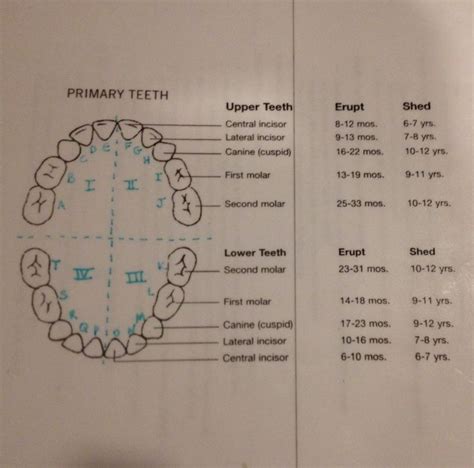 Tooth Exfoliation Time At Louise Chao Blog