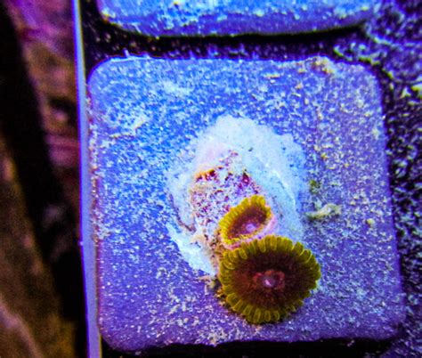 Reef2reef Saltwater And Reef Aquarium Forum