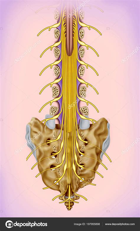 Lumbar Sacral Nerve Branch Illustration Spinal Nerves Named According