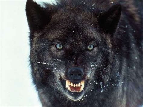 10 Facts About Black Wolves Fact File