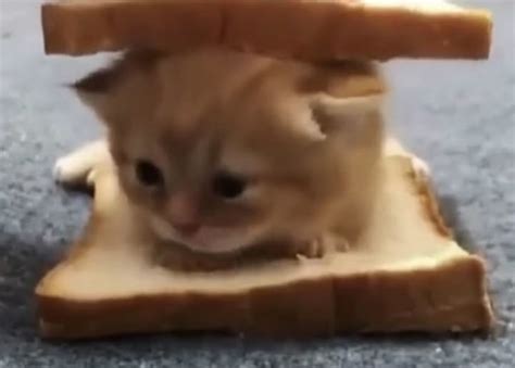 New Subway Sandwich Just Dropped Funny Cute Cats Pretty Cats Cute