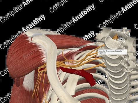 Superior Transverse Scapular Ligament Complete Anatomy Superior Transverse Scapular Ligament Complete Anatomy