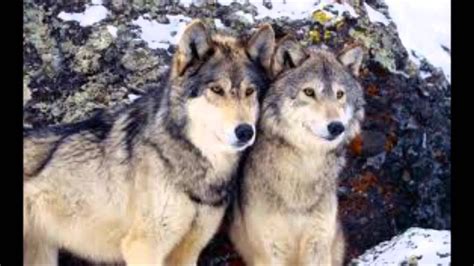صور ذئاب Youtube