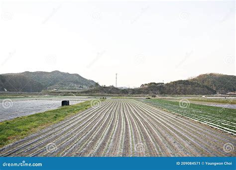 Korea Crops Stock Image Image Of Korea Nature Plants 209084571