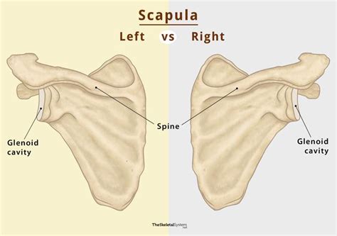 Scapula Shoulder Blade Anatomy Location And Labeled Diagram