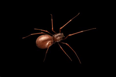 Brown Spitting Spider Syctodes Fusca Joel Sartore