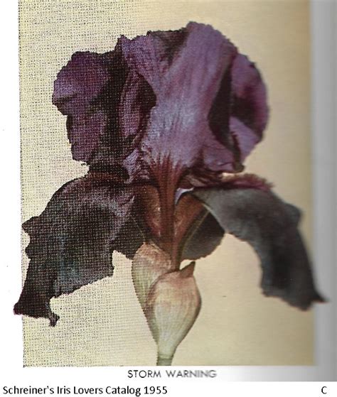 Storm Warning Historic Iris Preservation Society