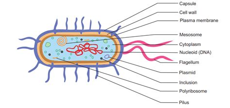 Ultrastructure Of Bacteria