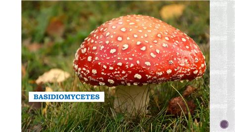 Biological Classification Part Iii Ppt