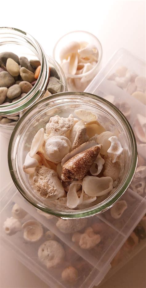 Look At This Pretty Shell I Picked Up On Vacation In Egypt And Brought