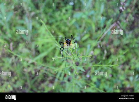 This Picture Shows A Beautiful Grasshopper In A Pre Jumping Position That Shows In Its Body An