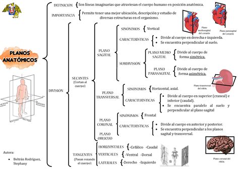Ejes Y Planos Anatómicos Del Ser Humano Divide Al Cuerpo En Derecha E