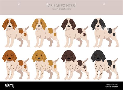 Ariege Pointer Clipart Different Poses Coat Colors Set Vector