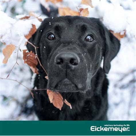Eickemeyer® Canada On Linkedin Eickemeyercanada Eickemeyer Vetmed Dvm Rvt Vettech
