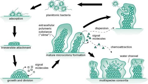 Microbial Biofilms Consequences For Health Basicmedical Key