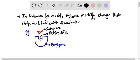 Solved The Induced Fit Model Of Enzyme Substrate Interaction Proposes That Substrates Must Be