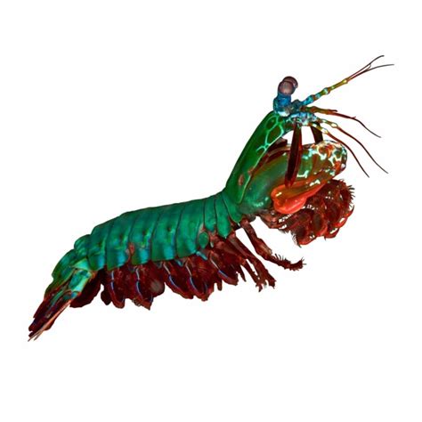 Peacock Mantis Shrimp Smart Fish Tanks