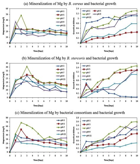 Effect Of Varying Ph On Mineralization Of Mg And Bacterial Growth