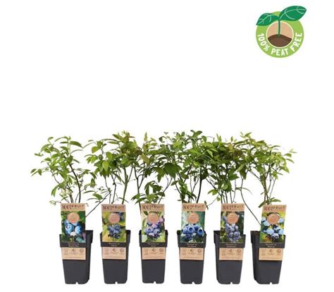 Vaccinium Corymbosum Green Solutions