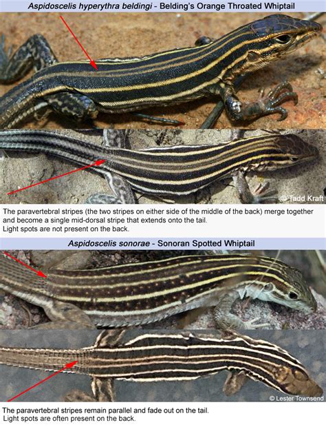 Western Whiptail Lizard