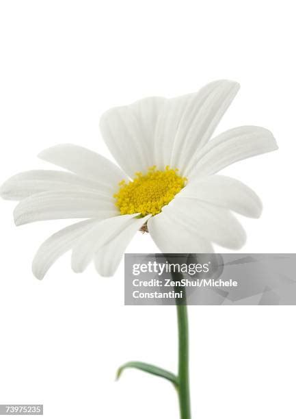 Daisy Day Photos And Premium High Res Pictures Getty Images