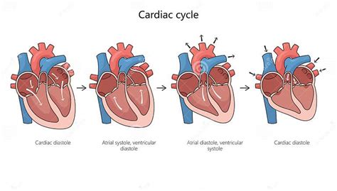 Cardiac Cycle Diagram Medical Science Stock Illustration Illustration Of Raster Medical