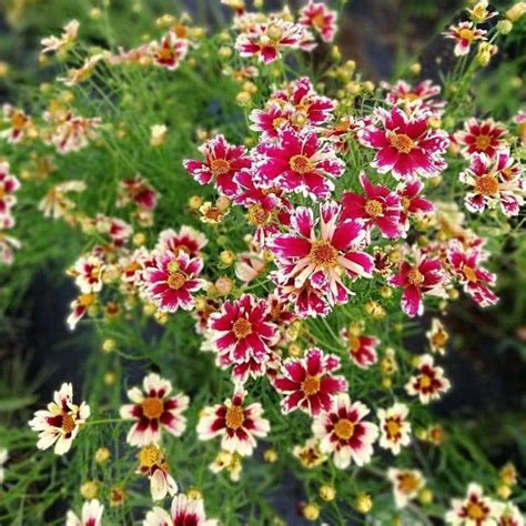 Coreopsis Ruby Frost