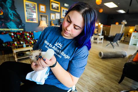 Las Vegas Two Cat Cafés Bring Cats Coffees And Chaos Entertainment