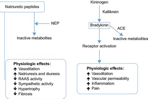 Schematic Of Natriuretic Peptides And Bradykinin And Their