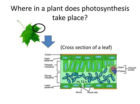 Ppt Photosynthesis Lesson 1 Powerpoint Presentation Free