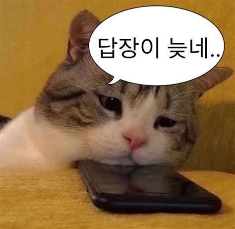 짤에 있는 얼큰이님의 핀 기분 사진 웃긴 밈 귀여운 여자아이 사진