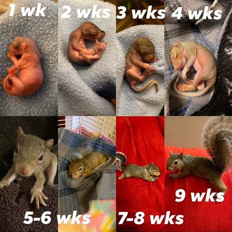 Week Old Squirrel Diet