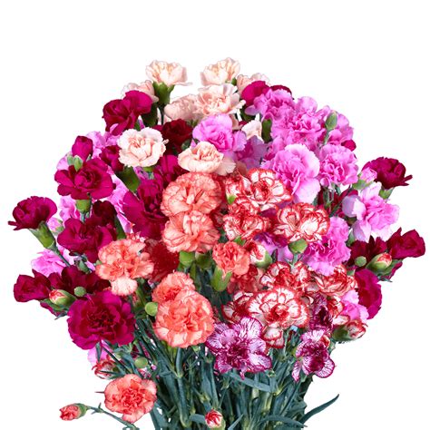 Mini Carnation 60cm Assorted