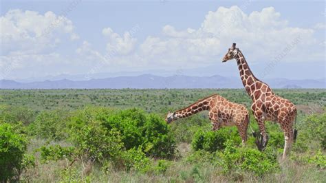Reticulated Giraffe Mating Behaviour Kenya Stock Video Clip K012