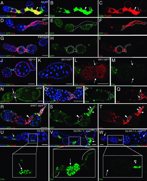 Hh Mediated Somatic Cell Proliferation And Polar Stalk Cell Fate