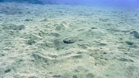 Angel Shark In Camouflage At The Bottom Of The Sea Stock Image Image
