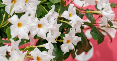 Sundaville® Big White Bringing Elegance And Charm To Your Garden