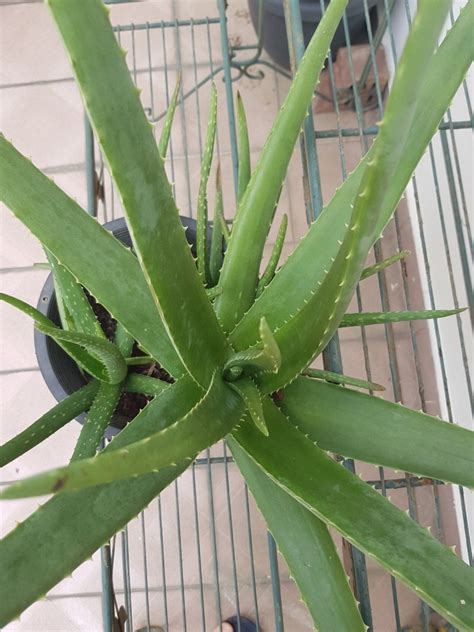 Edible Aloe Vera Furniture And Home Living Gardening Plants And Seeds On