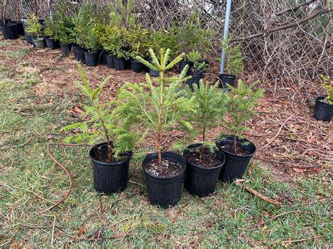 Blue Spruce Seeds 50 Red Spruce Tree Seeds Picea Rubens Grow Your