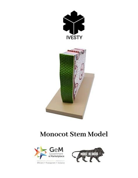 Monocot Stem Model For Education At In Ahmedabad Id 2856702391530