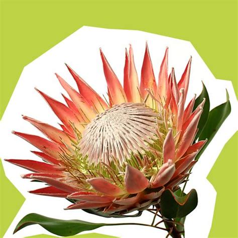Guide To The Protea Flower Flying Flowers