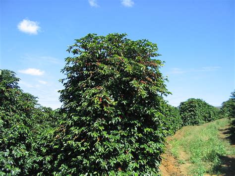 Different Types Of Coffee Trees At Jayden Sievwright Blog
