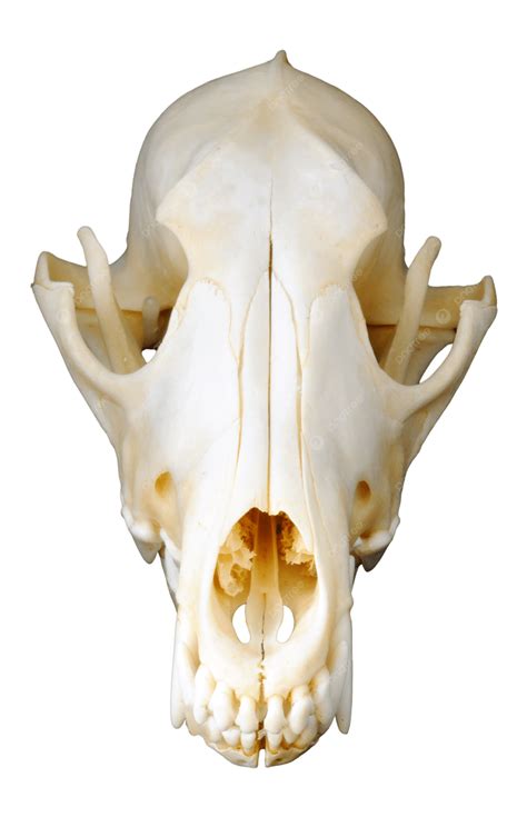Coyote Skull