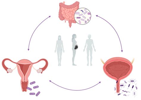 Microbiota Ecosystem In Recurrent Cystitis And The Immunological