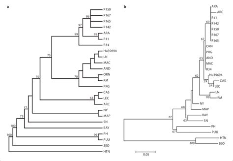 Phylogenetic Analysis Based On Nucleotide A And Deduced Amino Acid