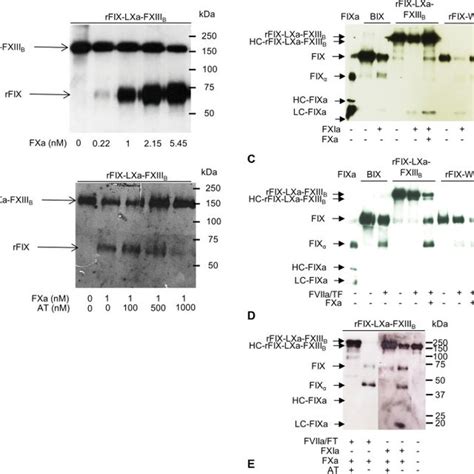 In Vivo Haemostatic Properties Of Recombinant Factor Ix Download