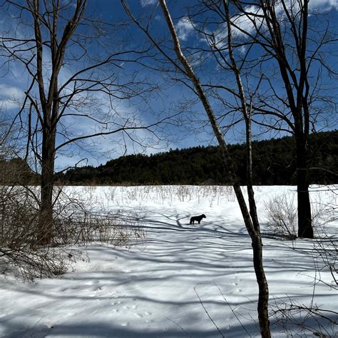 Mabel Reminds Me How Leaf And Twig
